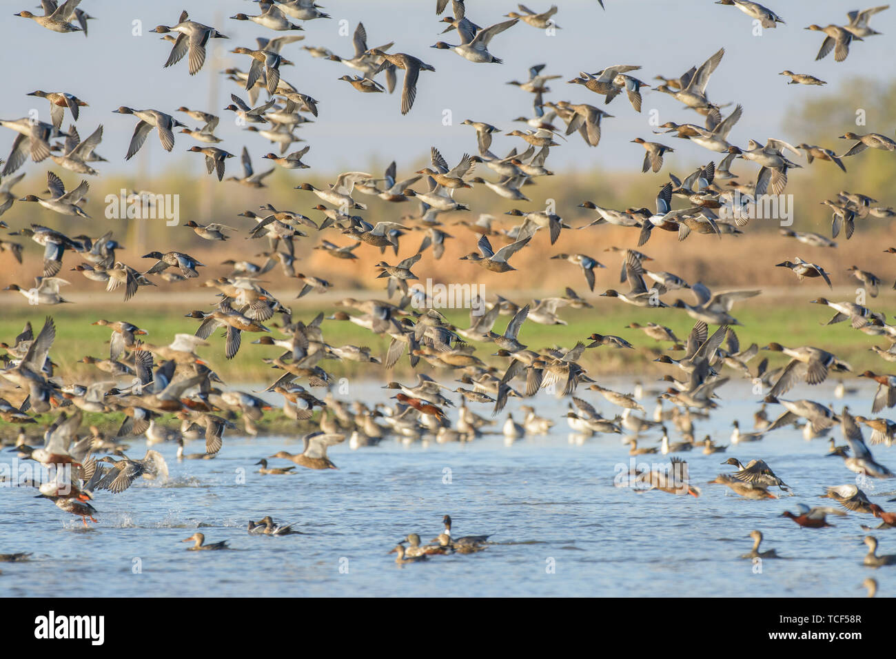 View of plenty of wild birds in moment of flight above lake water Stock ...