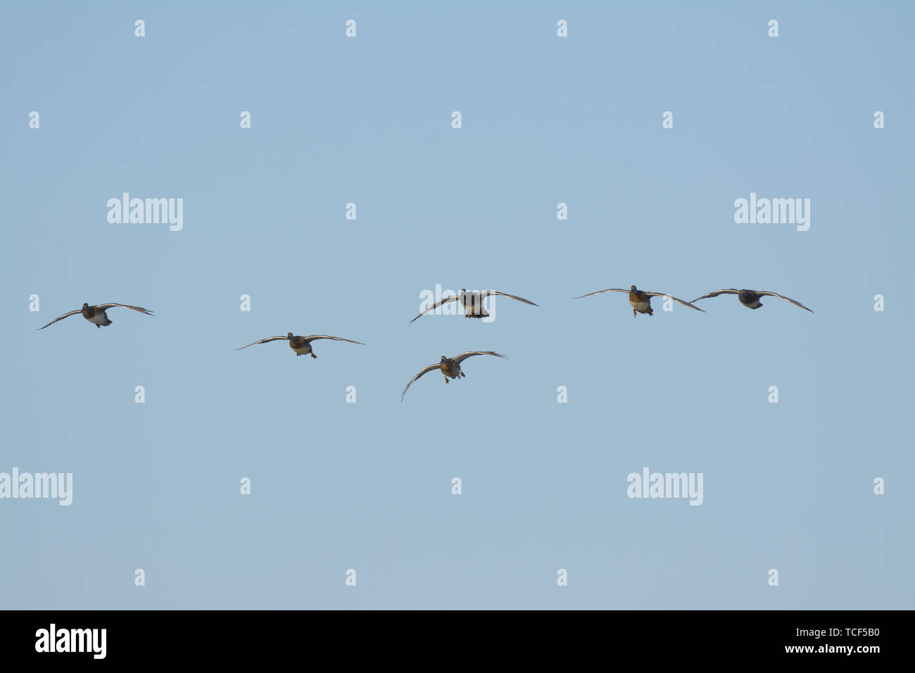 Small flock gadwall ducks wings out locked up for landing Stock Photo ...