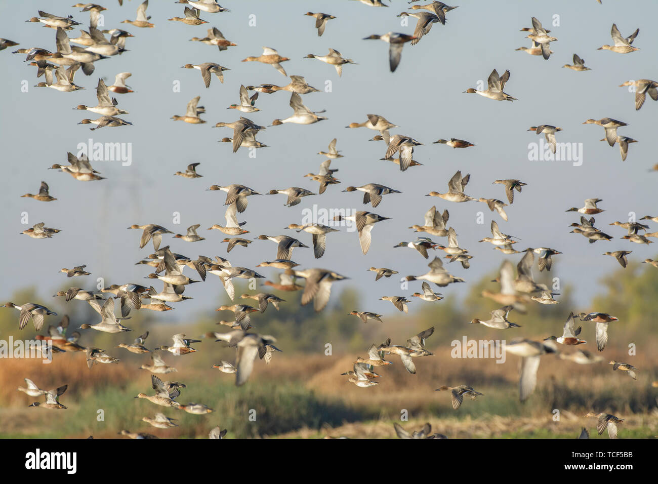 View of plenty of wild different ducks flying in flock above ground of ...