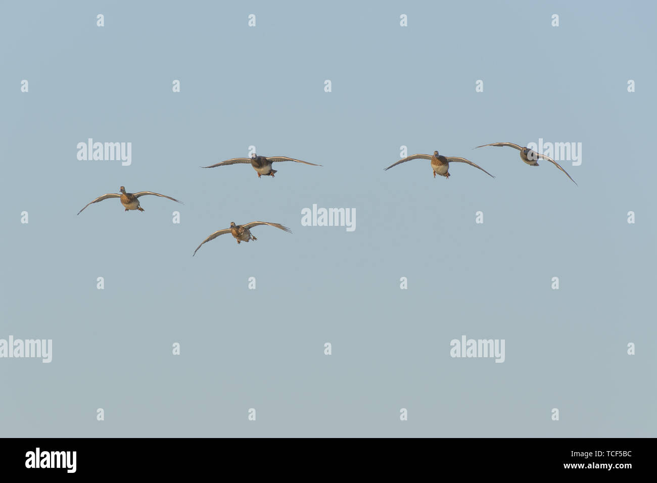 View of few birds with brown plumage flying in group against blue sky ...