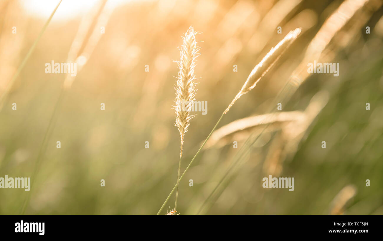 Long natural grass with a relaxing summer background. Warm sunshine and ...