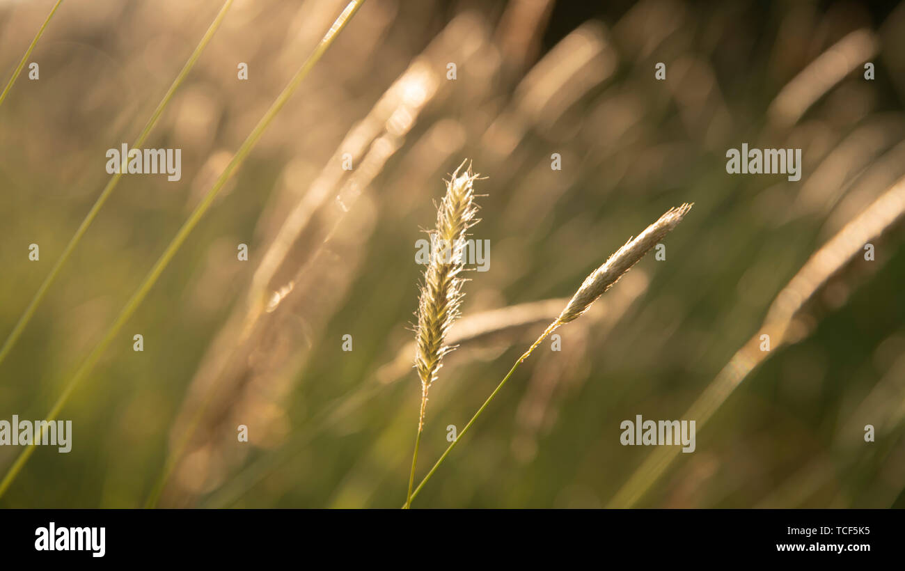 Long natural grass with a relaxing summer background. Warm sunshine and ...
