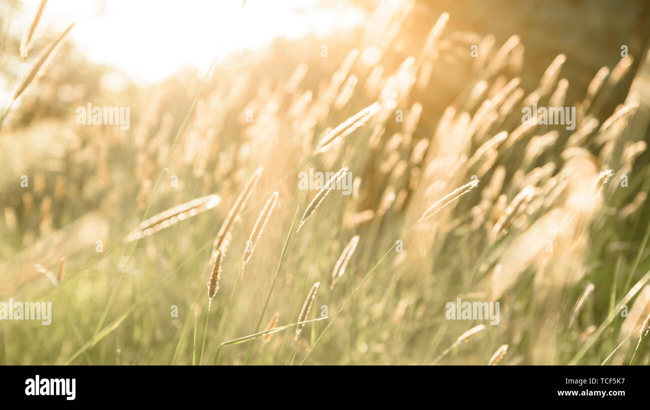 Long natural grass with a relaxing summer background. Warm sunshine and ...