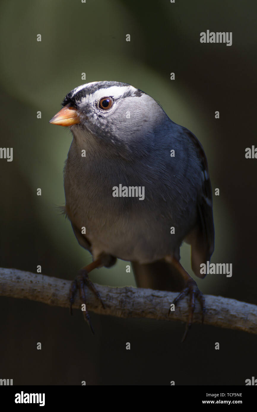White crowned sparrow perched on a limb with light on face Stock Photo ...