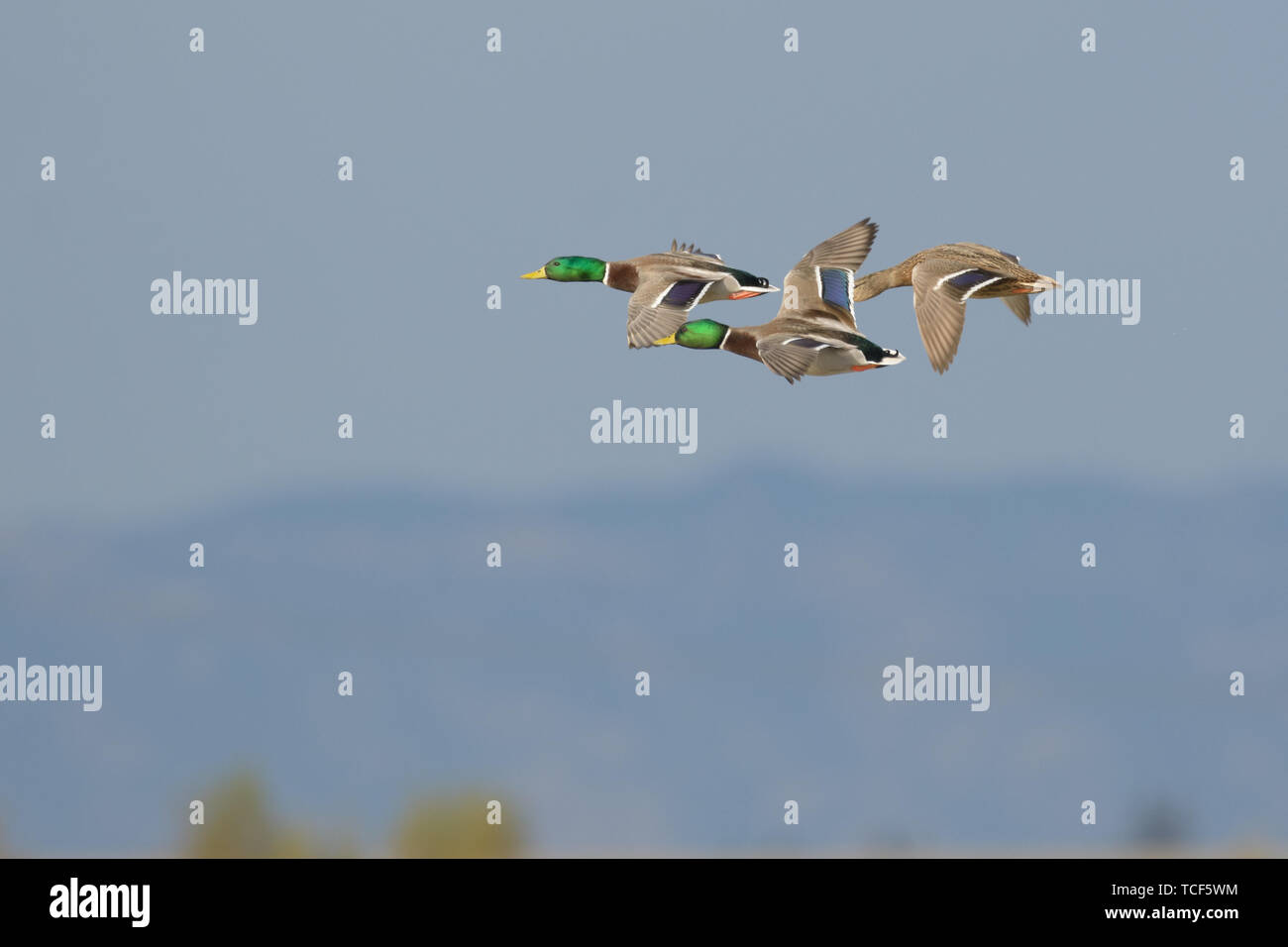 Side view of duck hi-res stock photography and images - Alamy