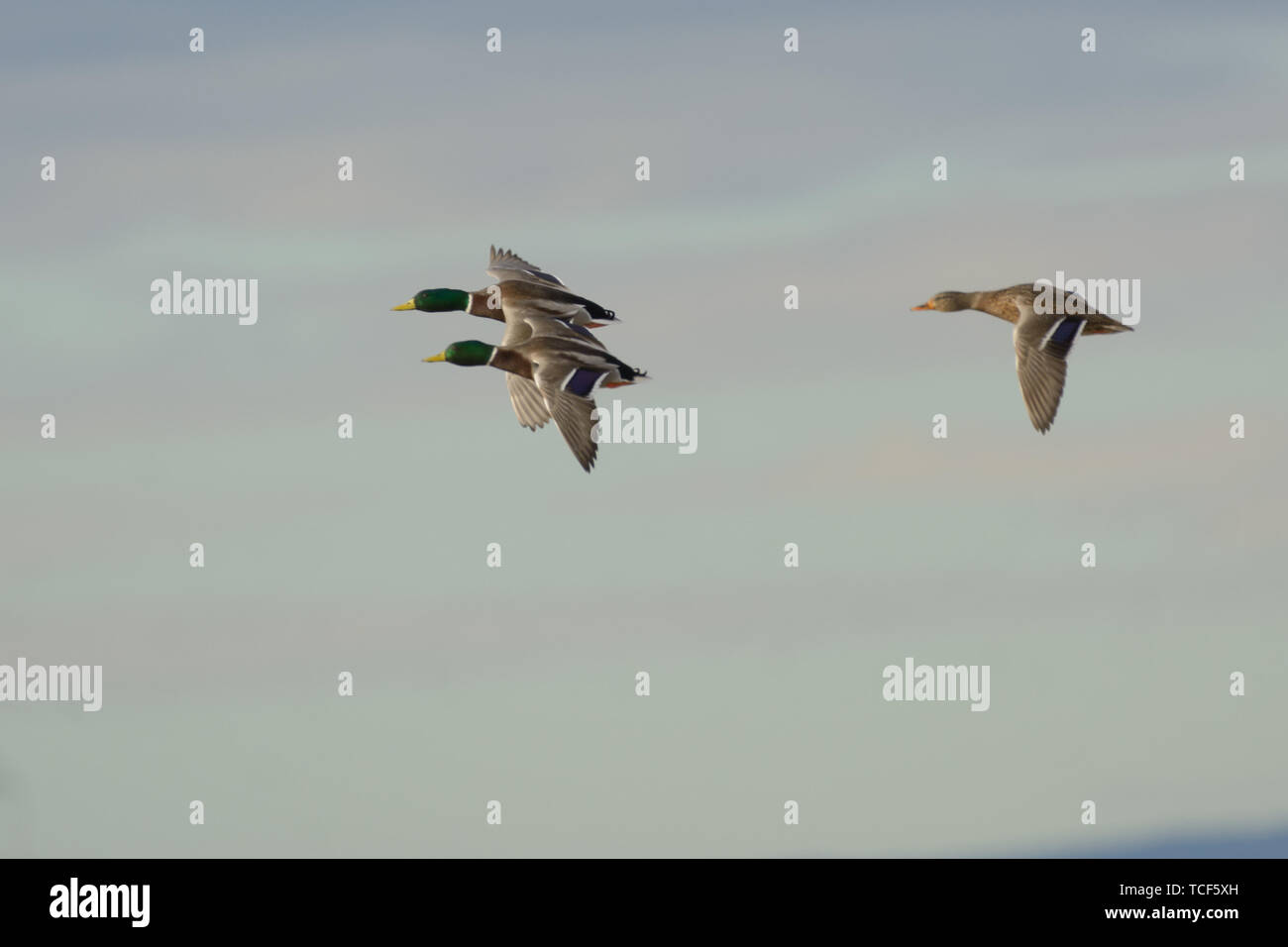 Side view of drakes' migration with spreading wings hovering in blue ...