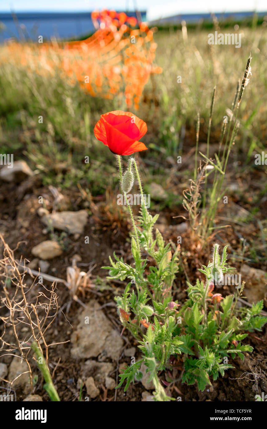 Wild poppy growing on wasteland next to newly built warehouses ...