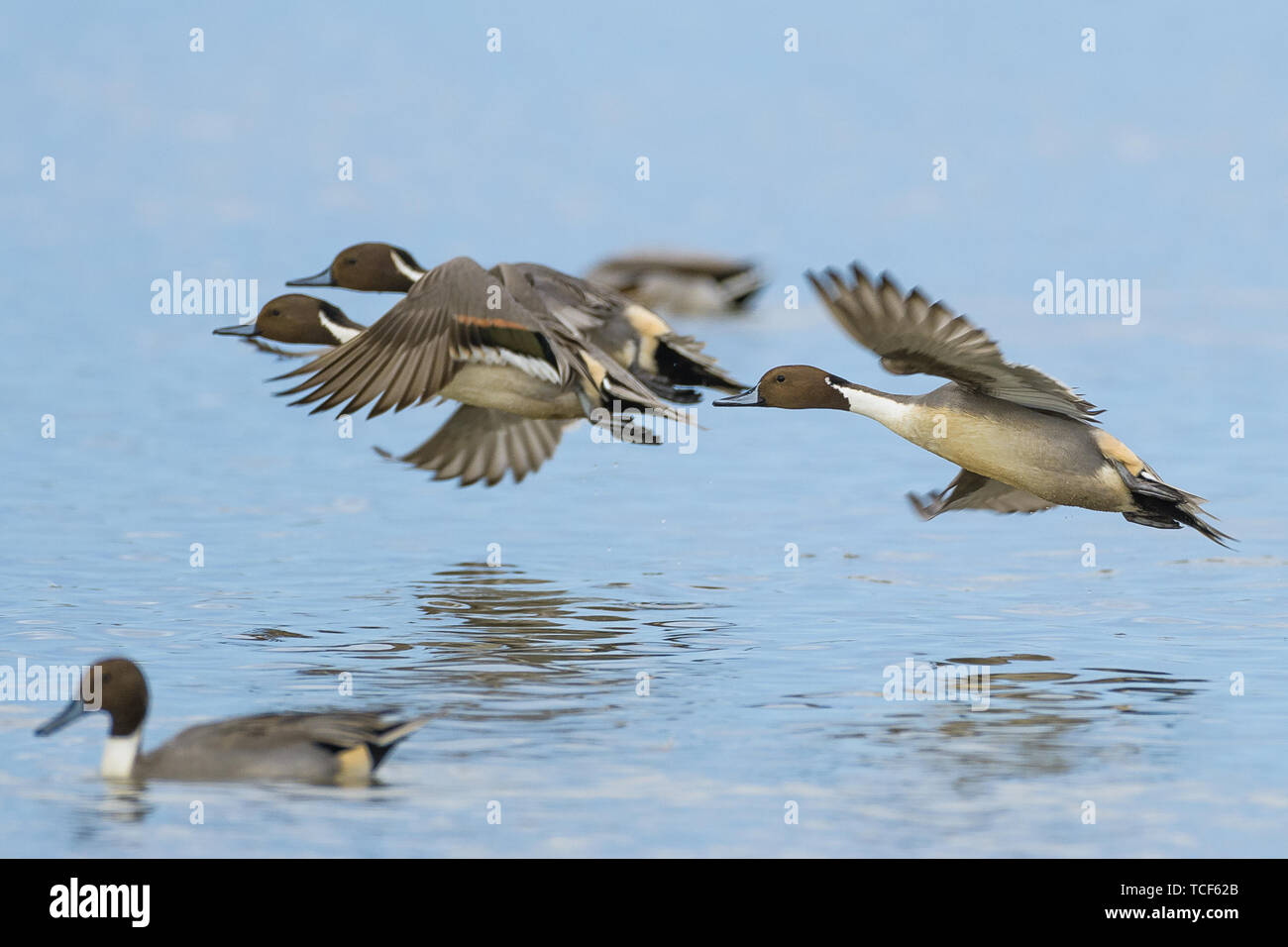 Tree Skimming High Resolution Stock Photography and Images - Alamy