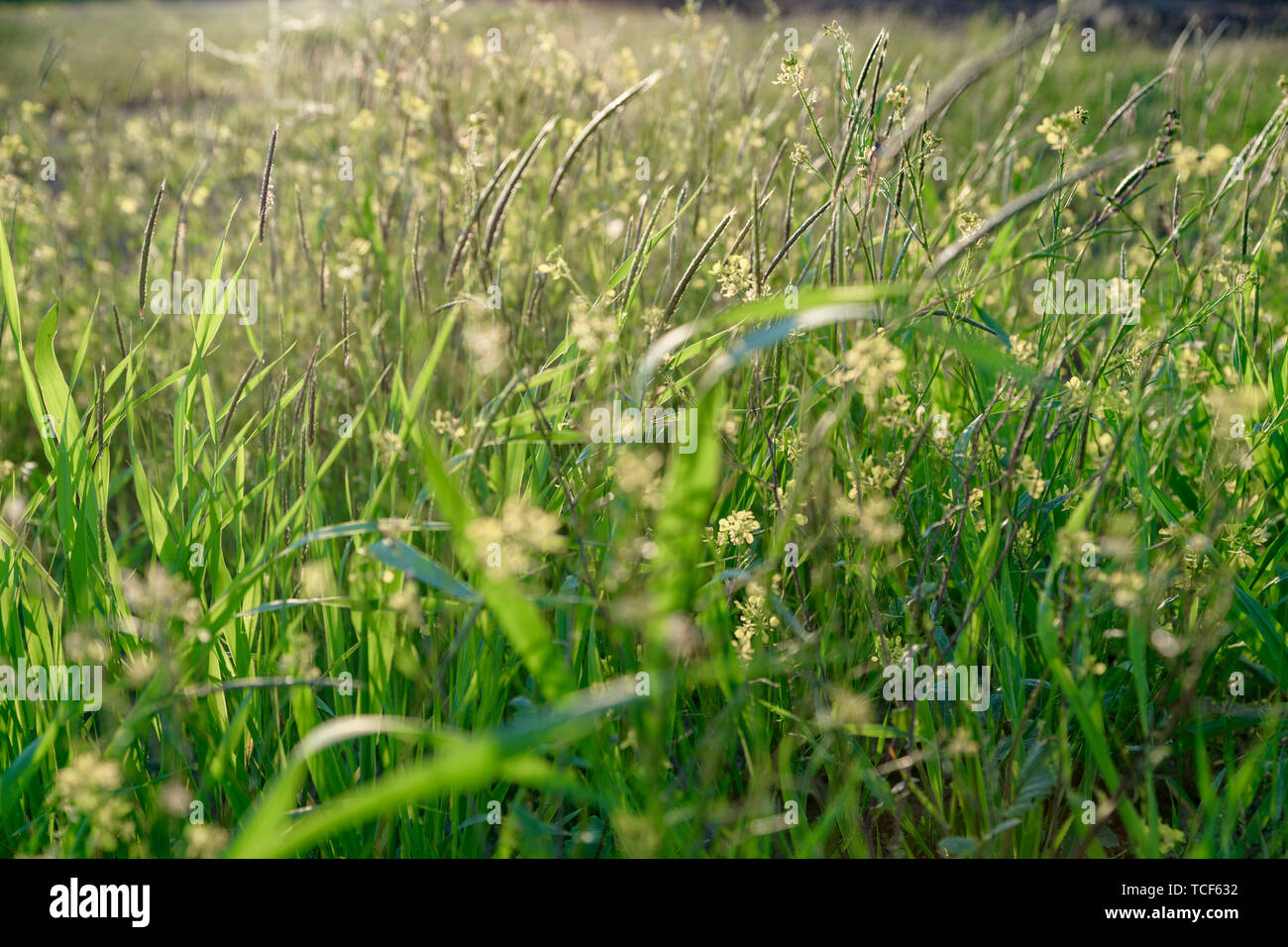 Wild summer grass growing in a meadow. Sunset soft background. Oxford ...