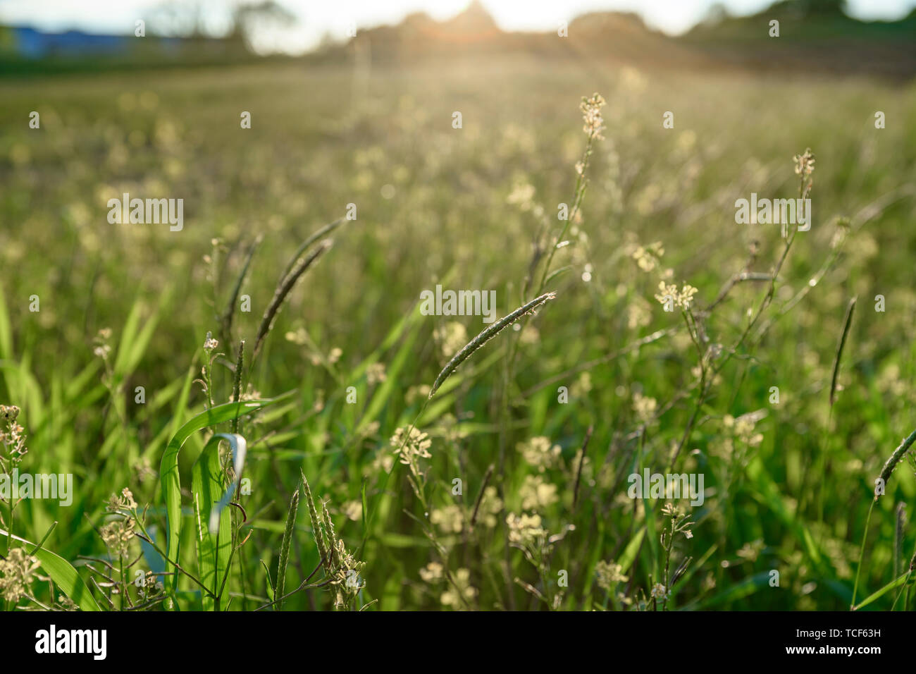 Wild summer grass growing in a meadow. Sunset soft background. Oxford ...