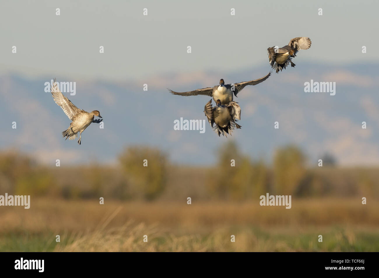 Male and female pintail ducks flap wings to take flight Stock Photo - Alamy