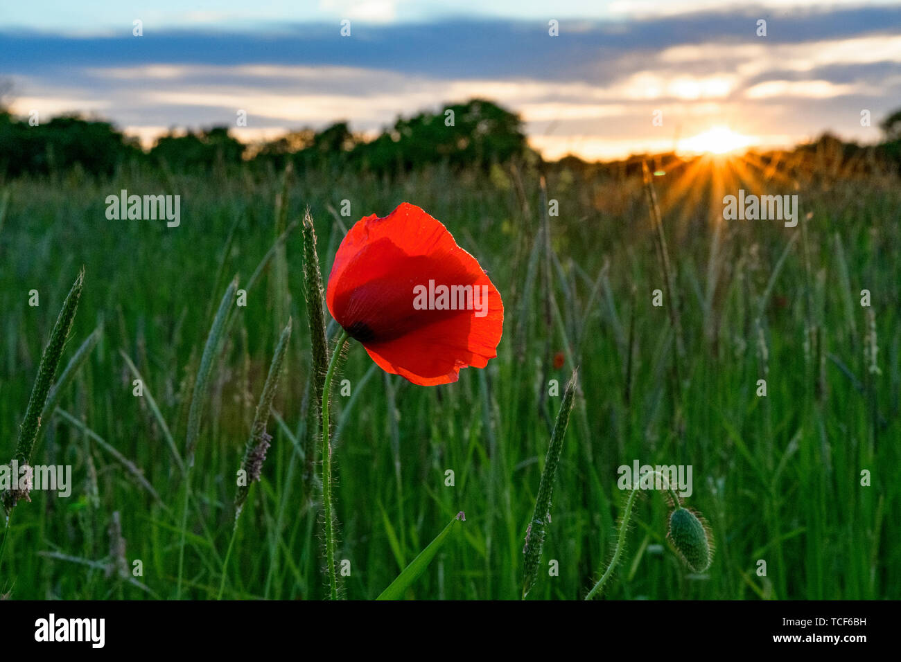 A red poppy growing in a wild grass meadow. Sunset background with sun ...