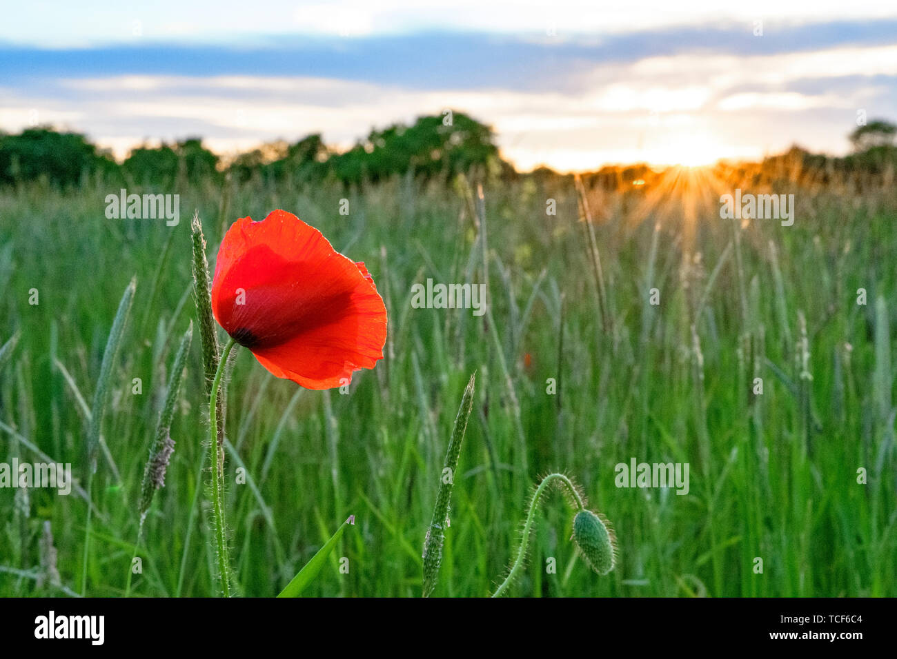 A red poppy growing in a wild grass meadow. Sunset background with sun ...