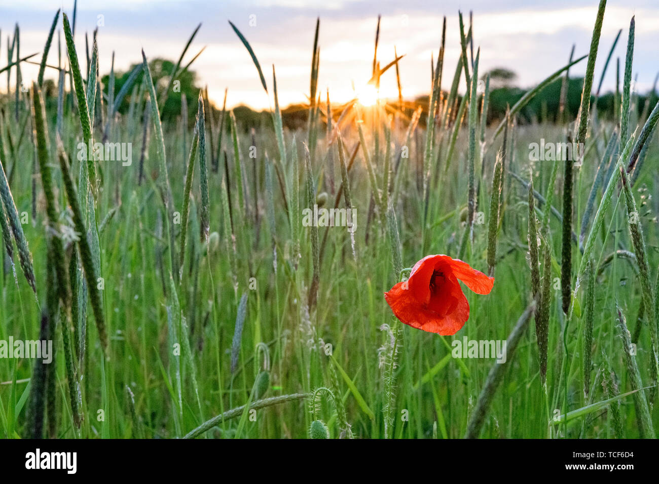 A red poppy growing in a wild grass meadow. Sunset background with sun ...