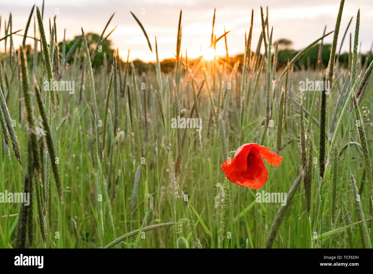 A red poppy growing in a wild grass meadow. Sunset background with sun ...