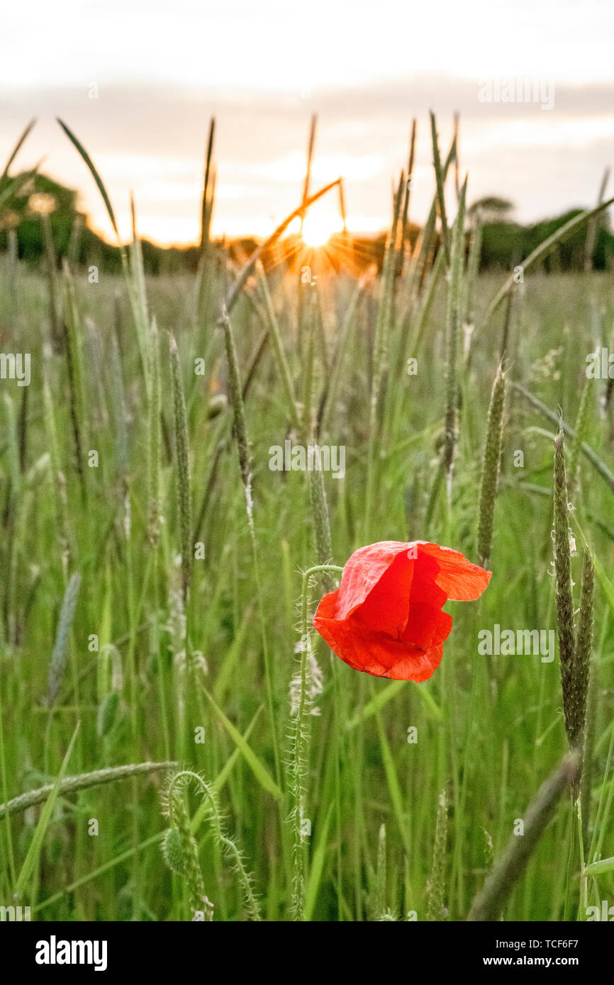 A red poppy growing in a wild grass meadow. Sunset background with sun ...
