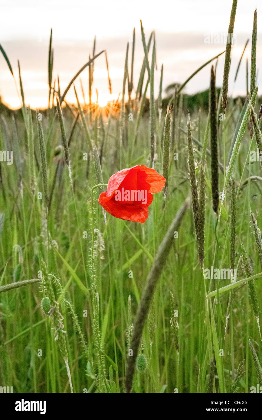 A red poppy growing in a wild grass meadow. Sunset background with sun ...