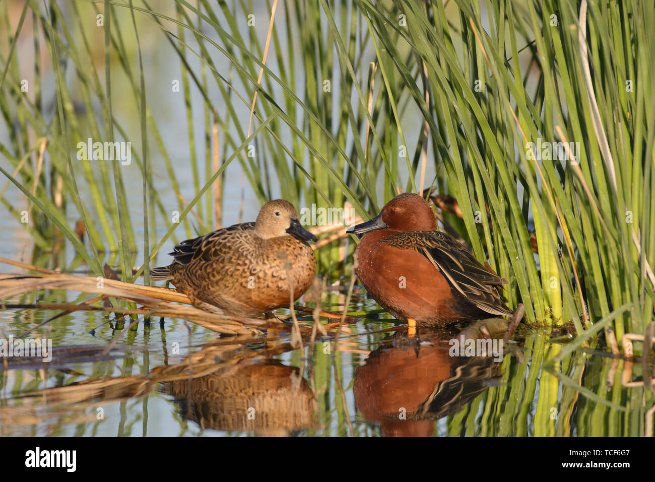 Side view of two brown ducks standing in shallow water near green sedge ...