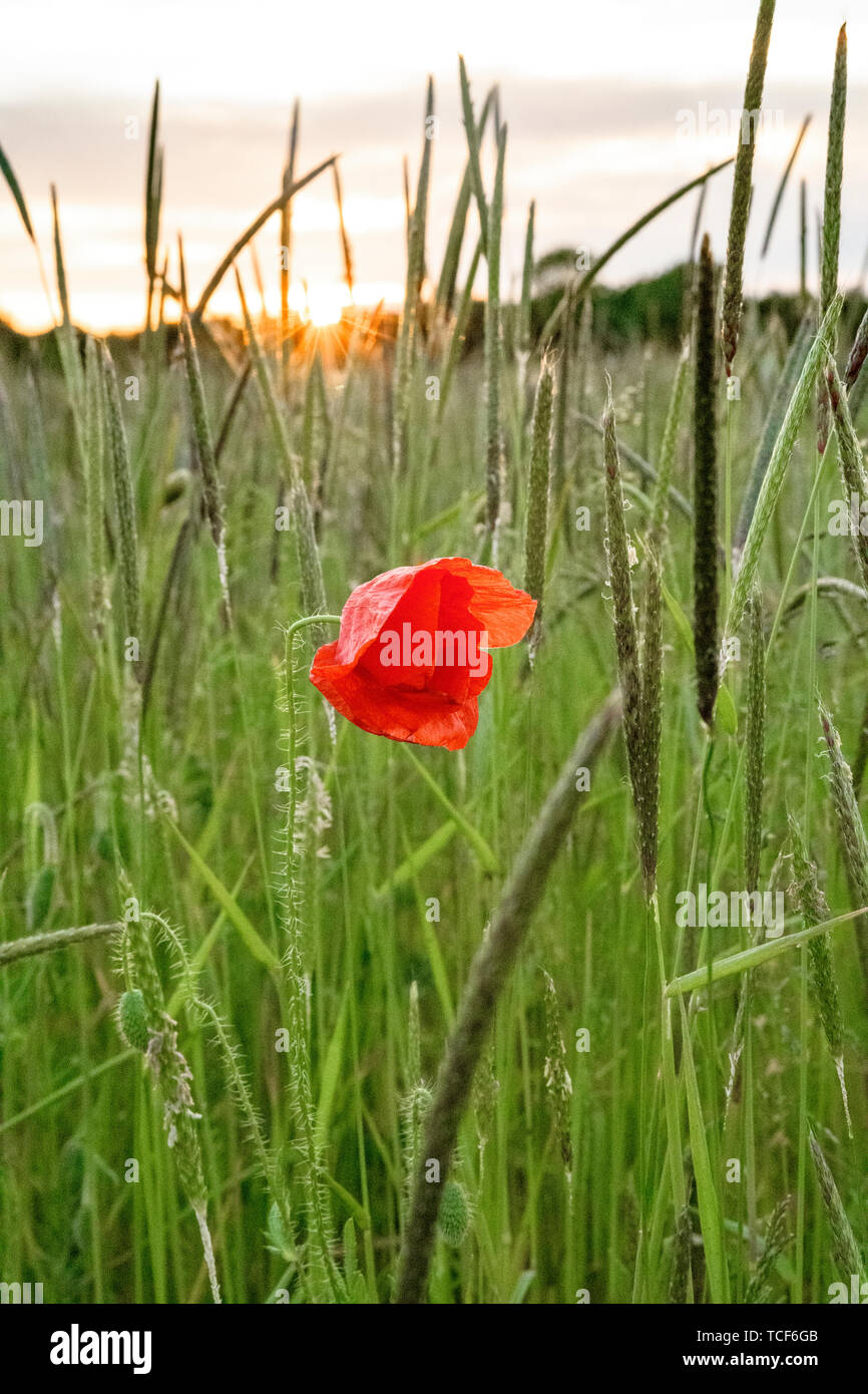 A red poppy growing in a wild grass meadow. Sunset background with sun ...