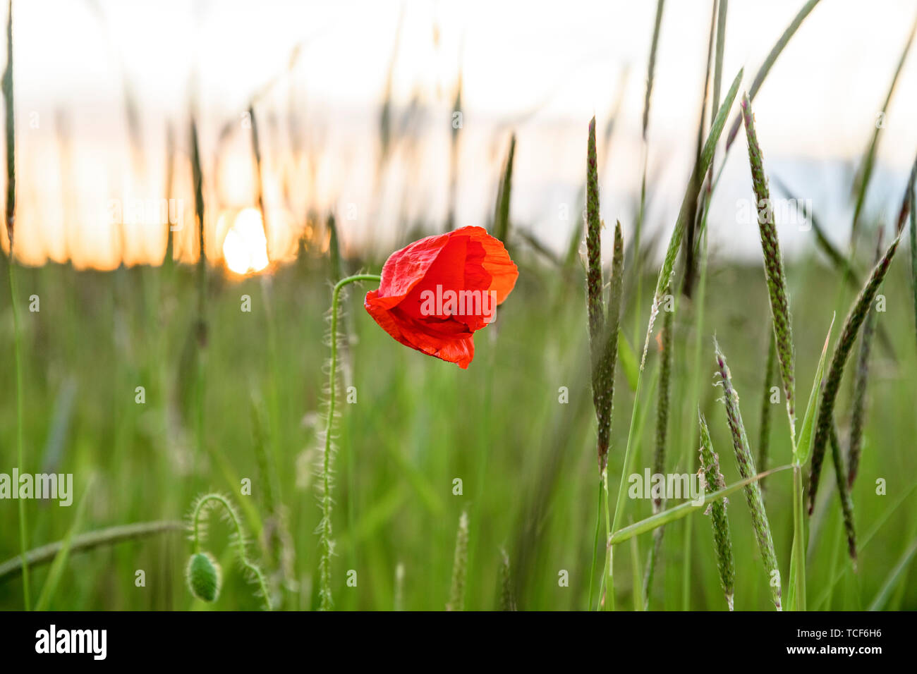 A red poppy growing in a wild grass meadow. Sunset background with sun ...