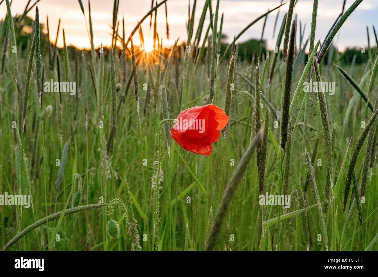 A red poppy growing in a wild grass meadow. Sunset background with sun ...