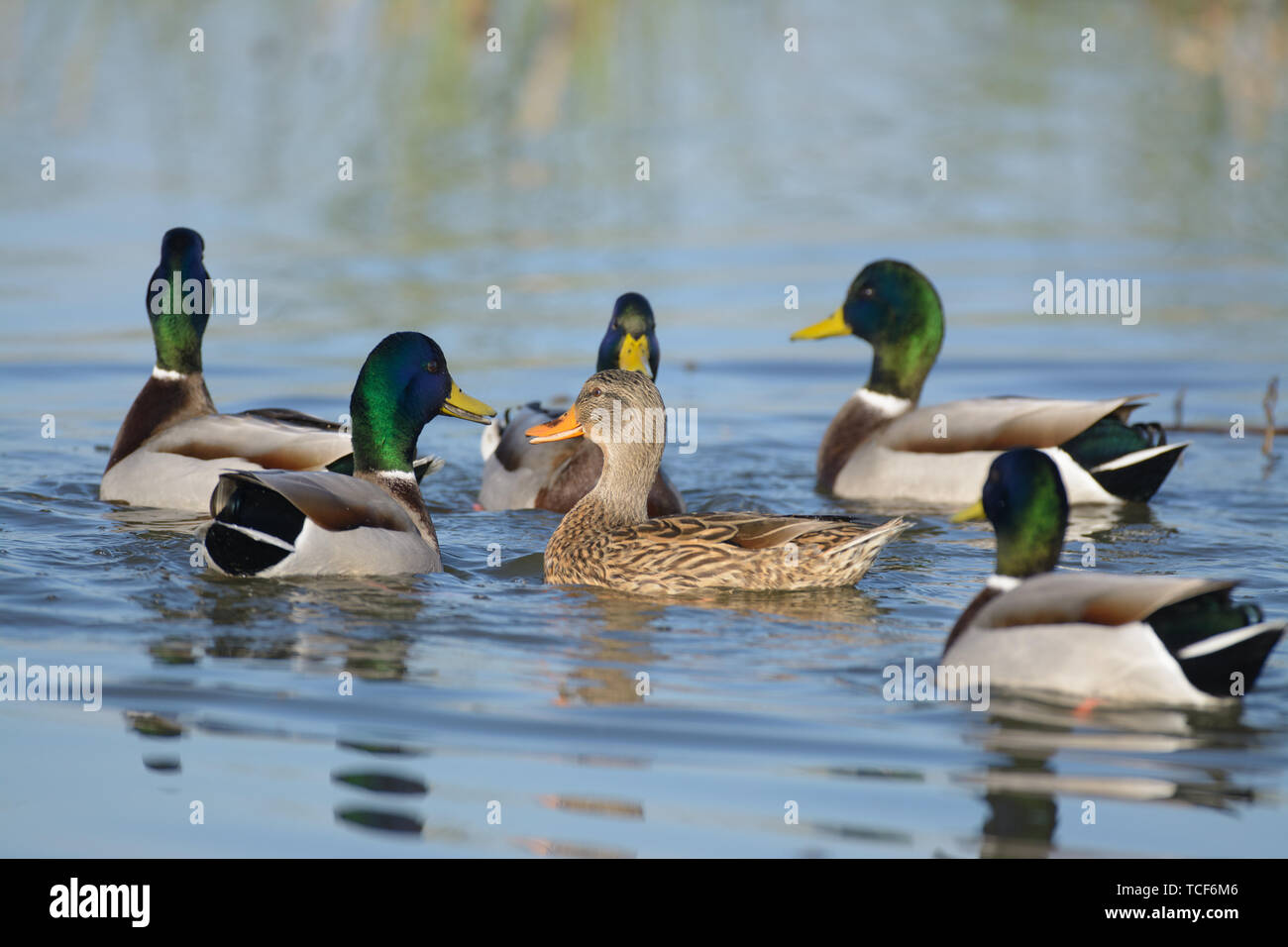 Flock of ducks floating in pure blue water with reflection on surface ...