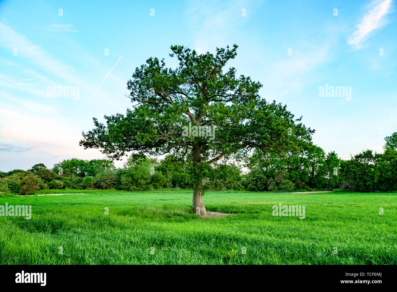 Old Oak tree growing in a green wheat field. UK agricultural background ...