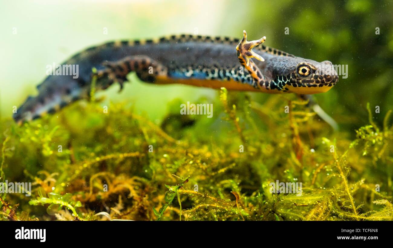 Alpine newt (Ichthyosaura alpestris) floats over aquatic plants ...
