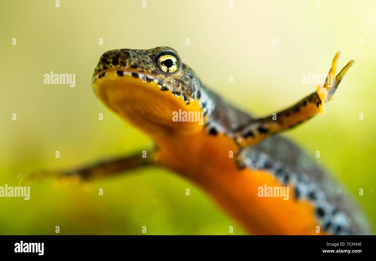 Alpine newt (Ichthyosaura alpestris) swims under water, animal portrait ...