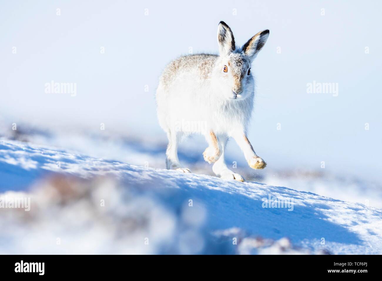 Mountain hare (Lepus timidus) runs in the snow, Winterfell, Highlands ...