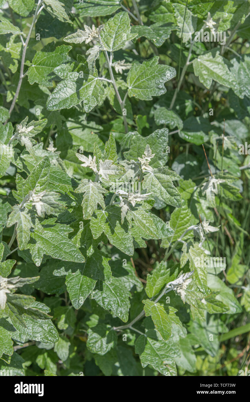 Green-white foliage of White Poplar tree / Populus alba, a species ...