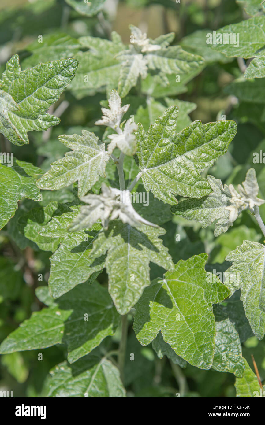 Green-white foliage of White Poplar tree / Populus alba, a species ...