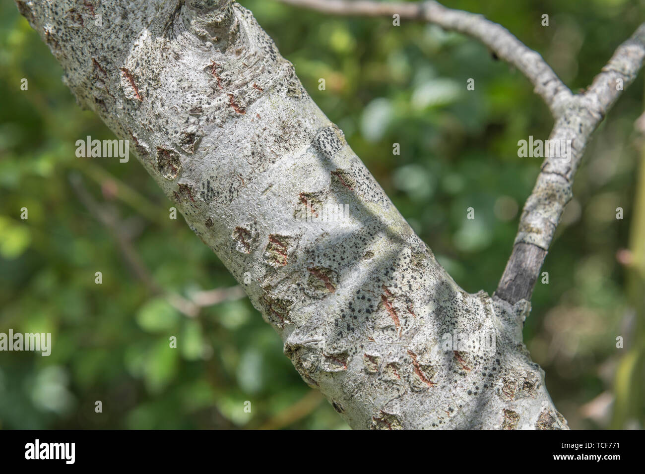 Diamond shaped bark pores of a young branch of White Poplar / Populus ...
