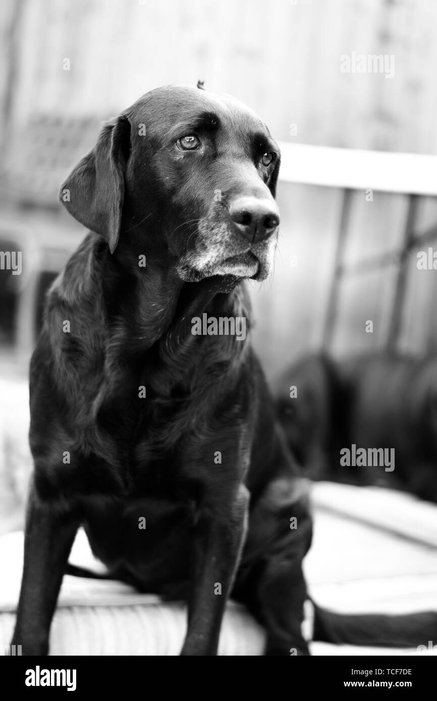 Old Black Labrador Retriever High Resolution Stock Photography and ...