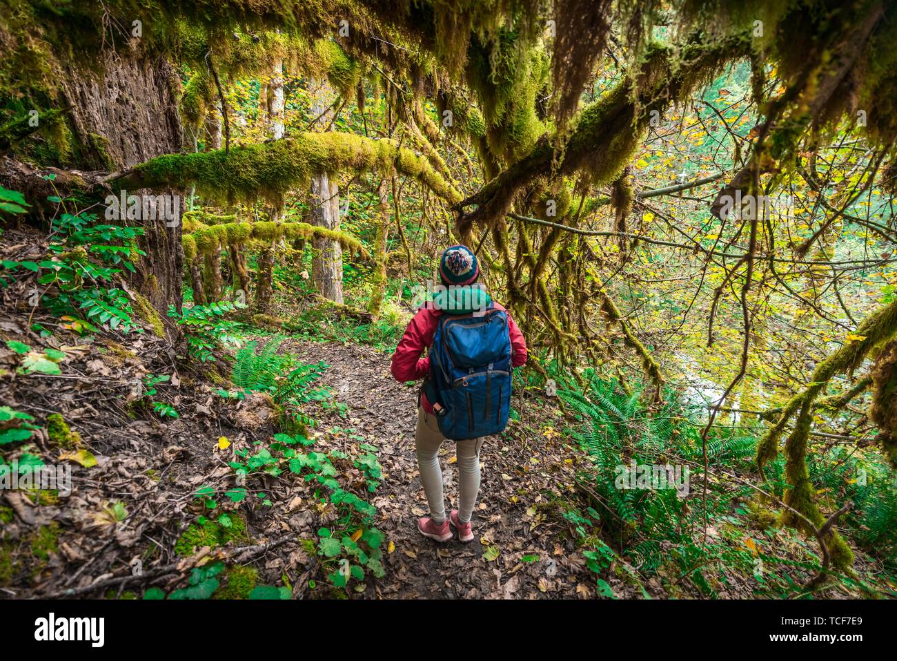 Hiker on hiking trail in rainforest, Okanogan-Wenatchee National Forest ...