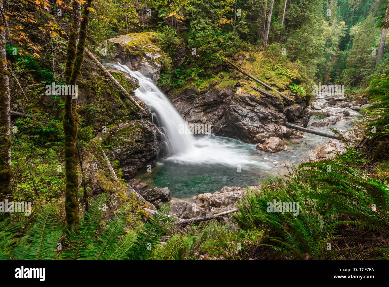 Small waterfall in a forest with dense vegetation, North Fork Falls ...