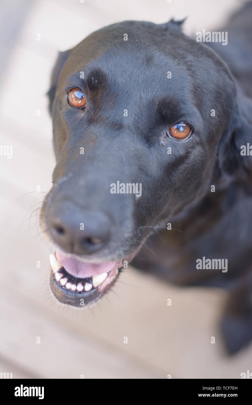 Young happy Black labrador retriever dog portrait Stock Photo - Alamy