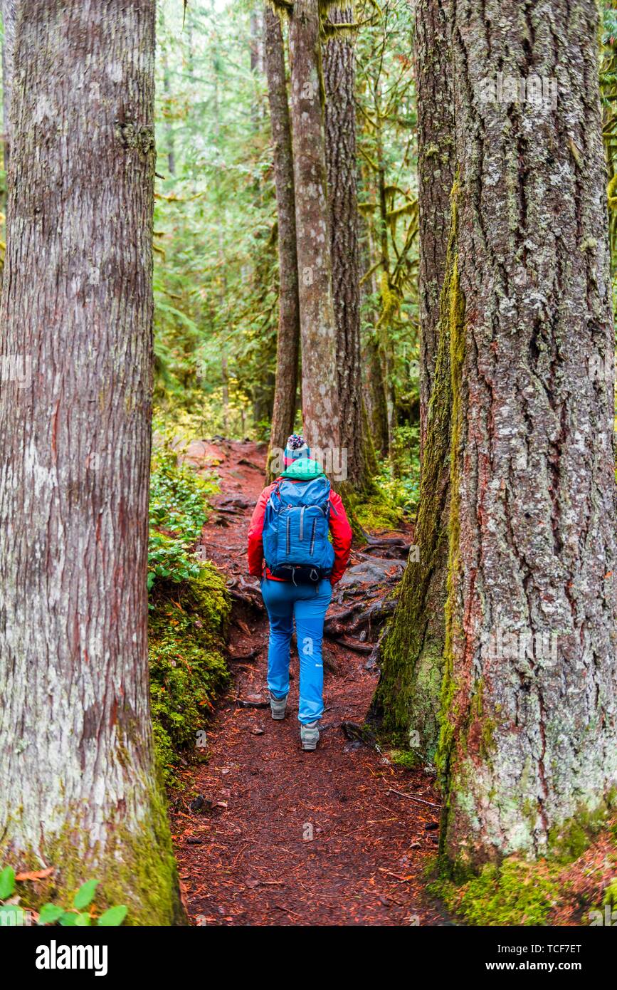 Hiker on a hiking trail in the rainforest between thick tree trunks ...