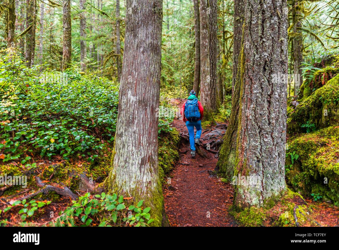 Hiker on a hiking trail in the rainforest between thick tree trunks ...