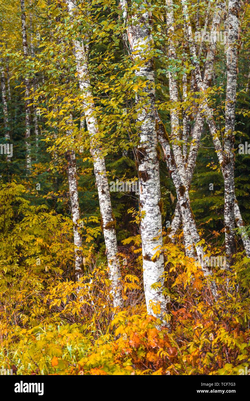 Autumn coloured bushes in birch forest, temperate rain forest, Mt. Baker-Snoqualmie National ...