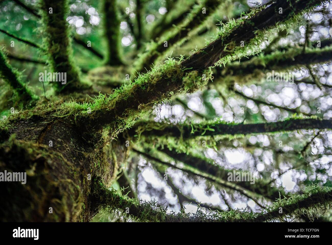 Branches covered with moss, temperate rainforest, Mt. Baker-Snoqualmie ...