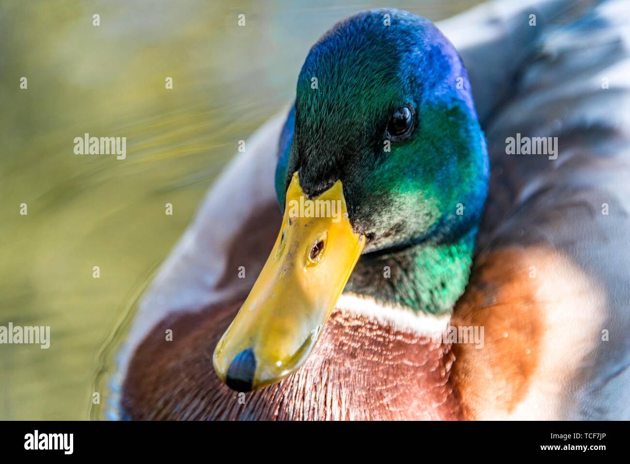 Wildlife portrait photography hi-res stock photography and images - Alamy