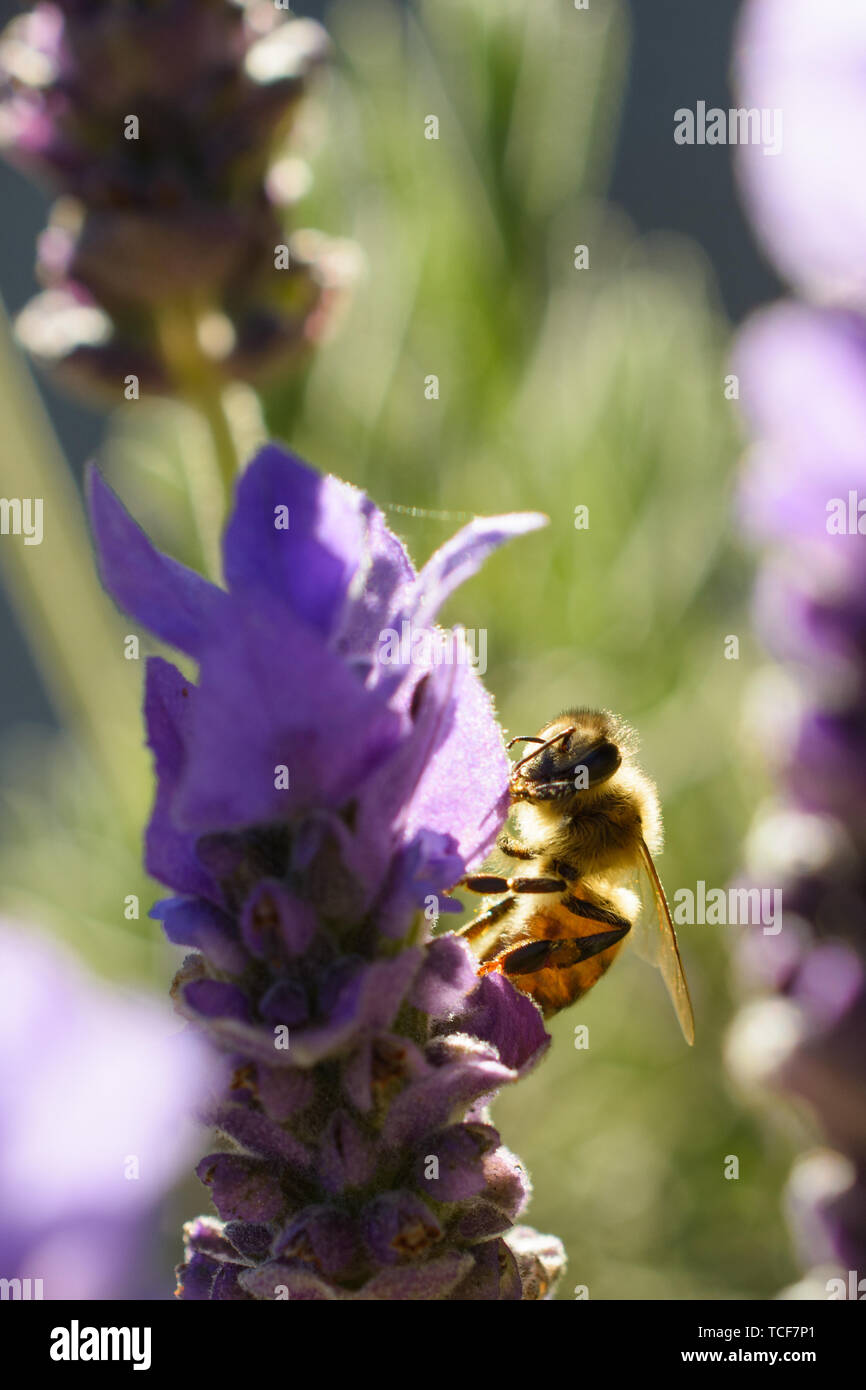 Side view of closeup honey bee picking pollen on opened flower on ...