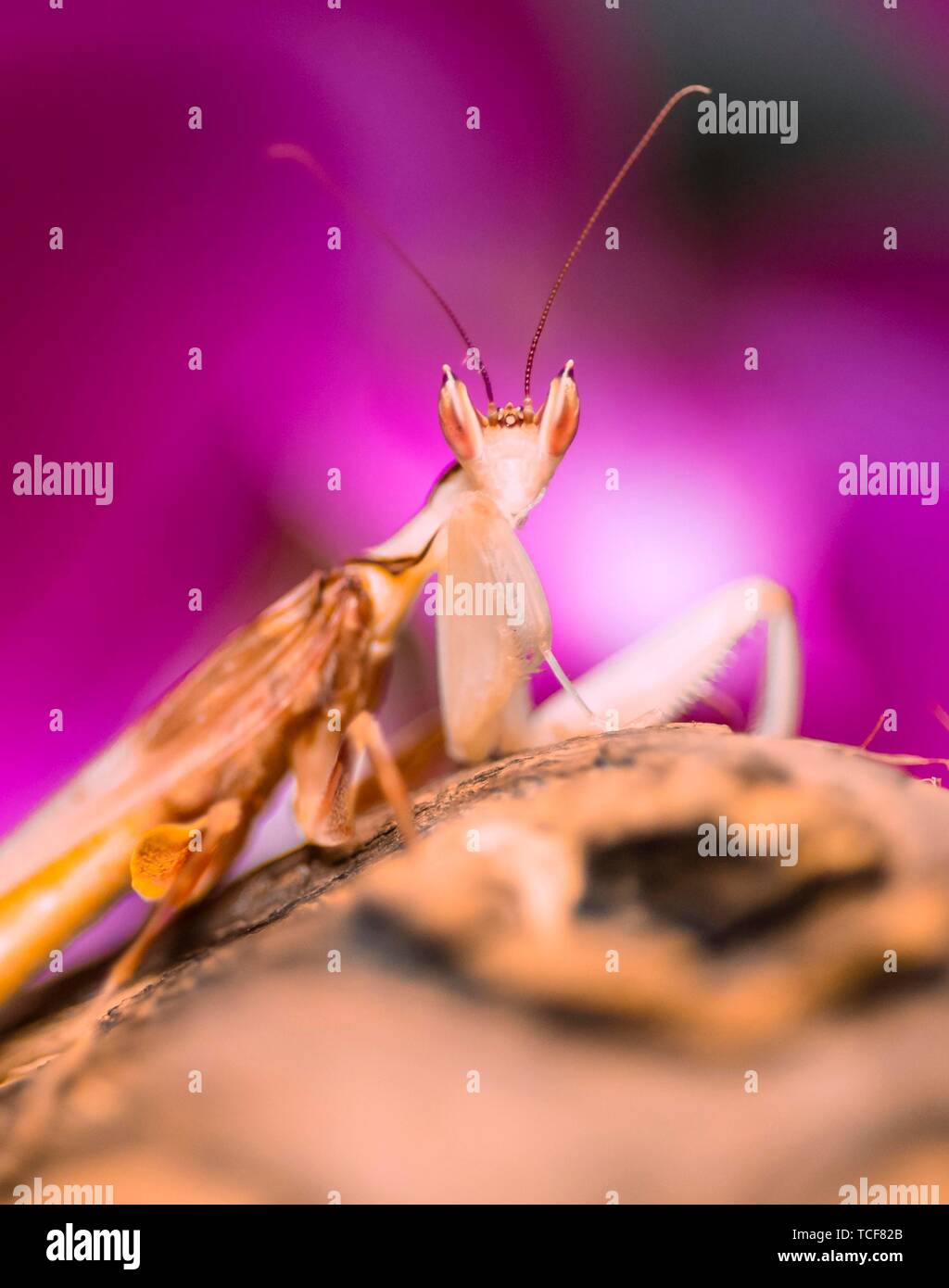 Mantis, nymph of the African flower mantis (Pseudocreobotra wahlbergii ...