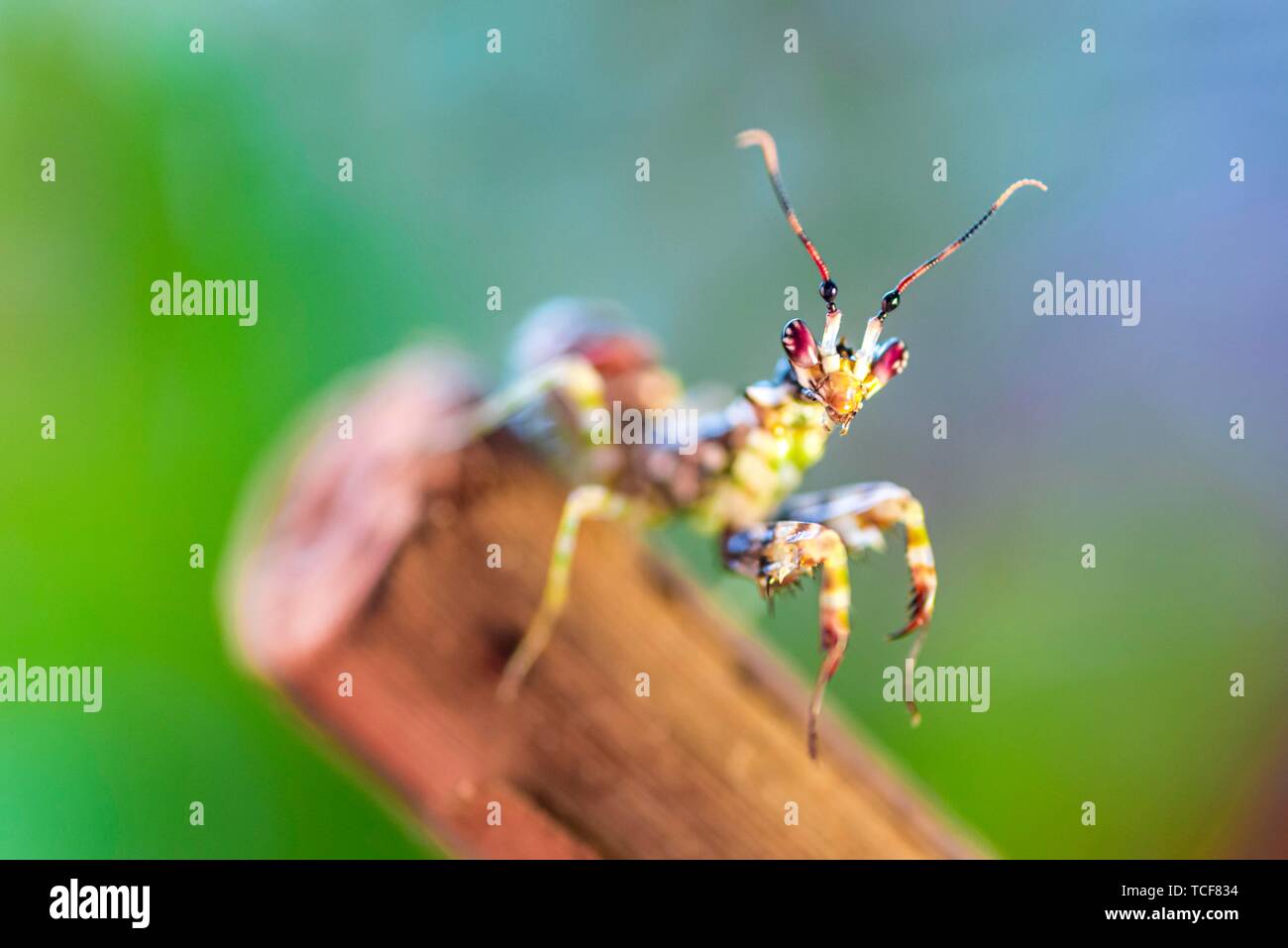 Mantis, nymph of the African flower mantis (Pseudocreobotra wahlbergii ...
