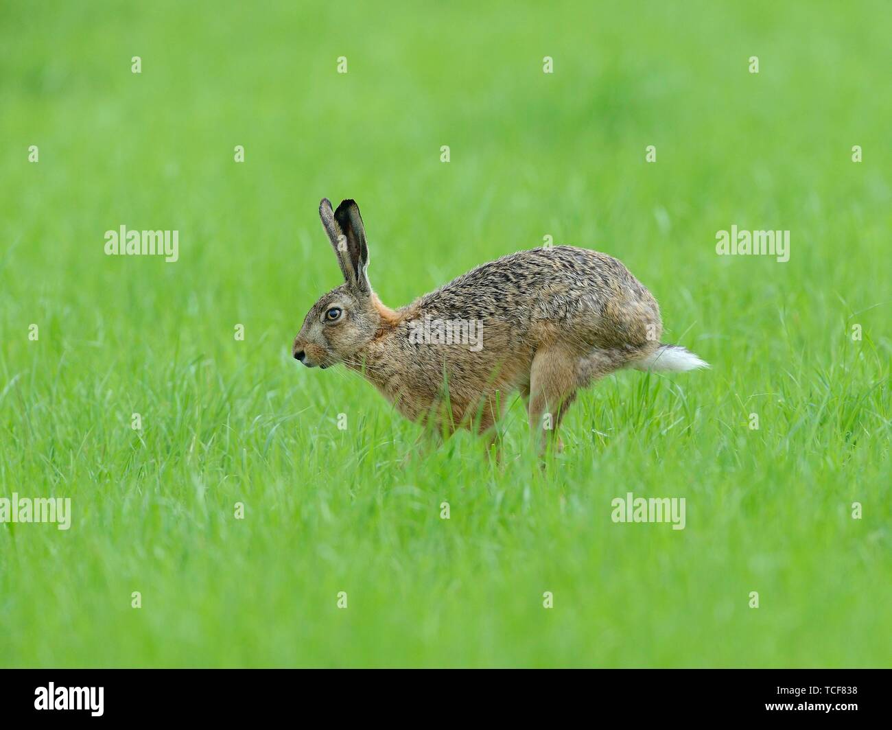 European hare (Lepus europaeus), running in a meadow, Lower Rhine ...