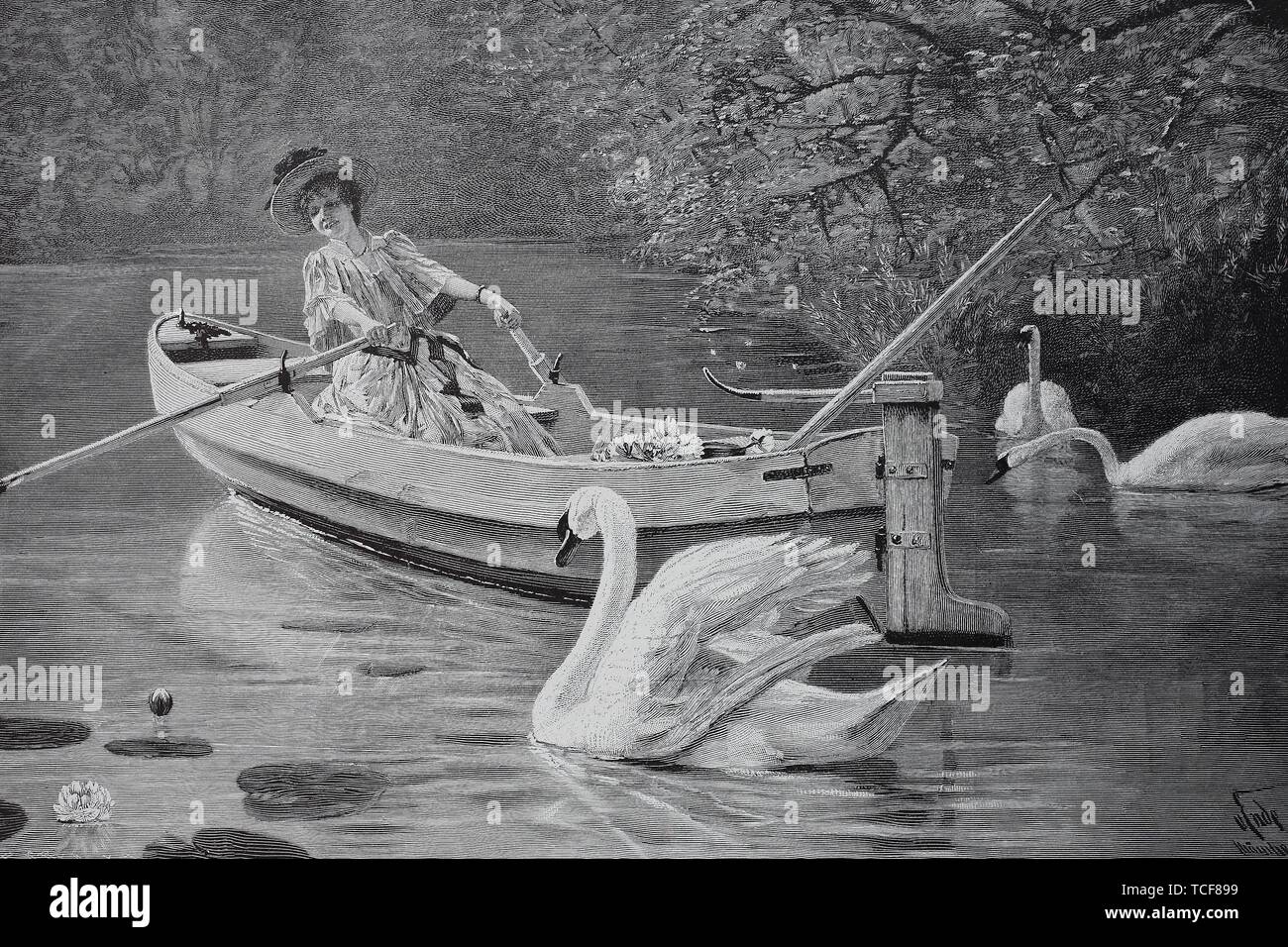 A swan pursues an elegant lady sitting in a rowing boat and picking ...