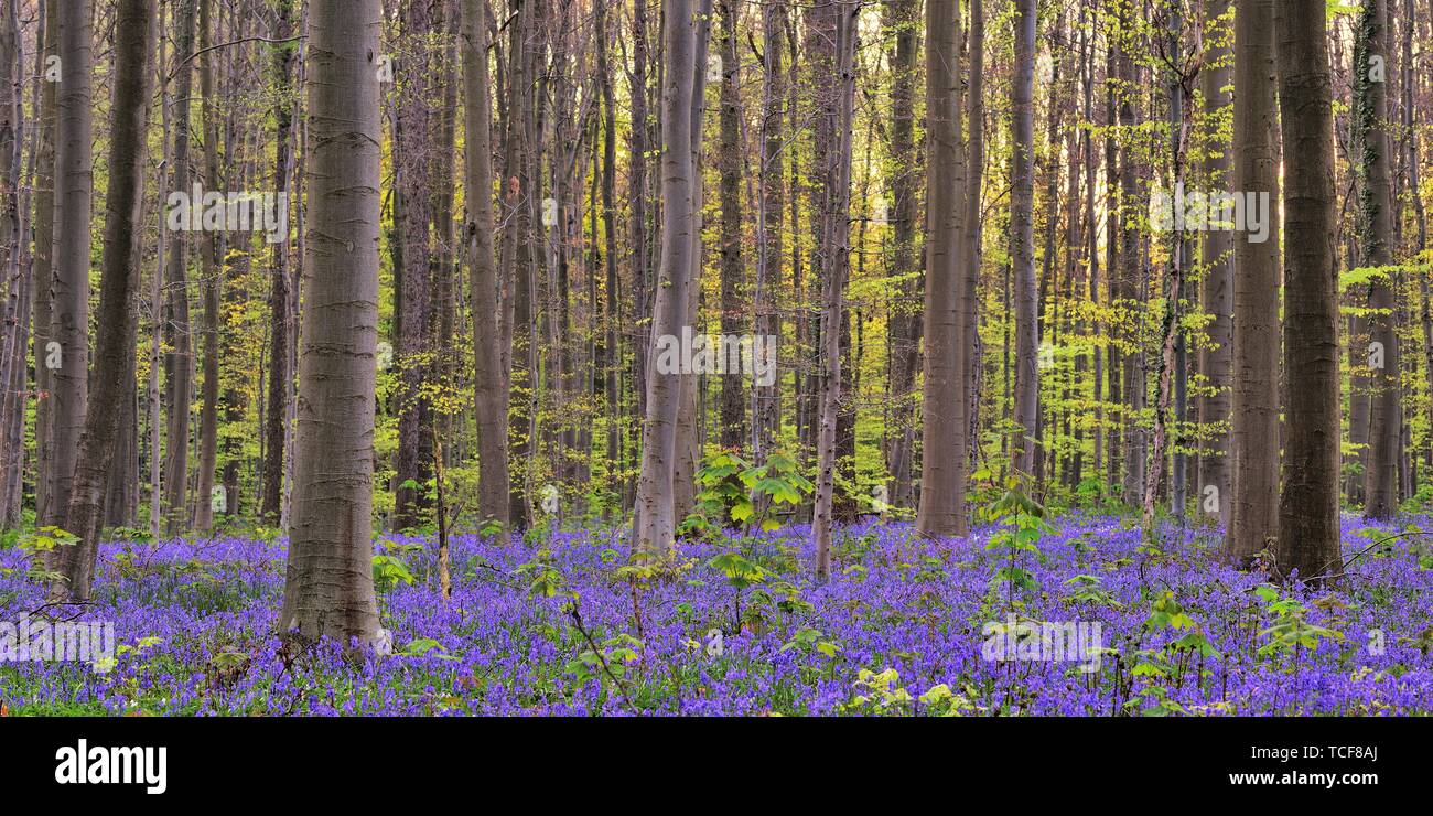 European beeches (Fagus sylvatica), flowering bluebells (Hyacinthoides ...