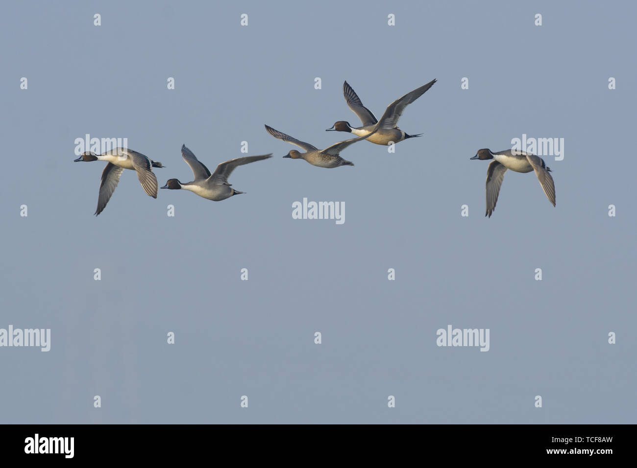 From below view of drakes' migration with spreading wings hovering in ...