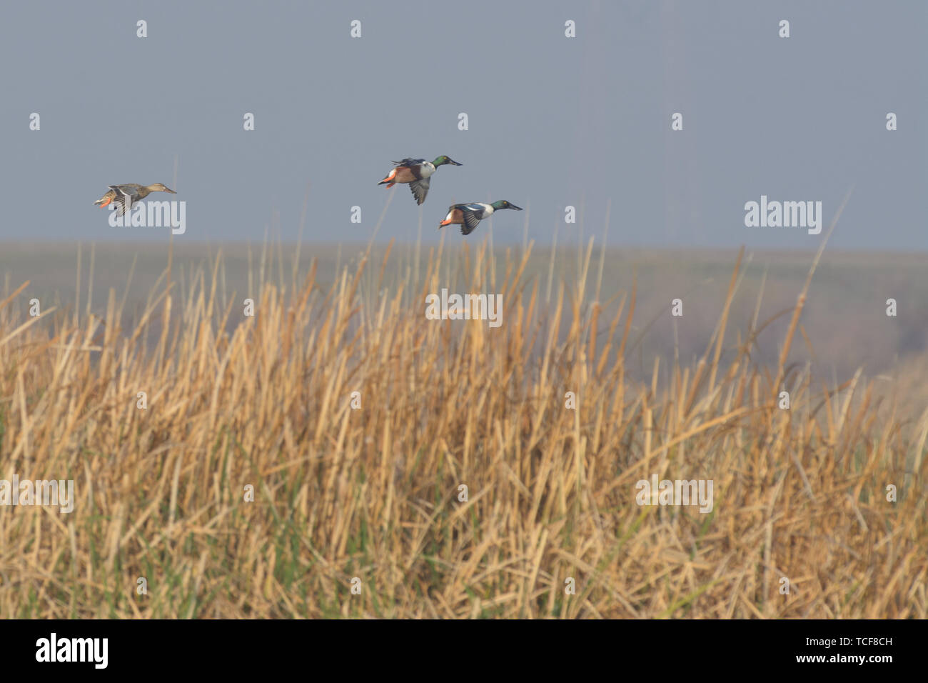 Aerial view bird spreading wings hi-res stock photography and images ...